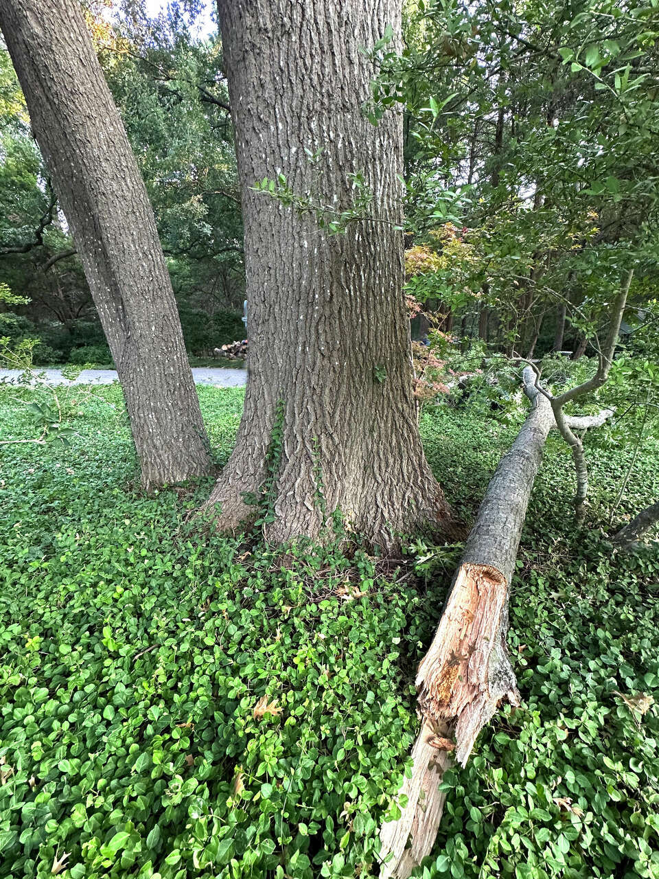 Texas drought could be to blame for breaking tree limbs