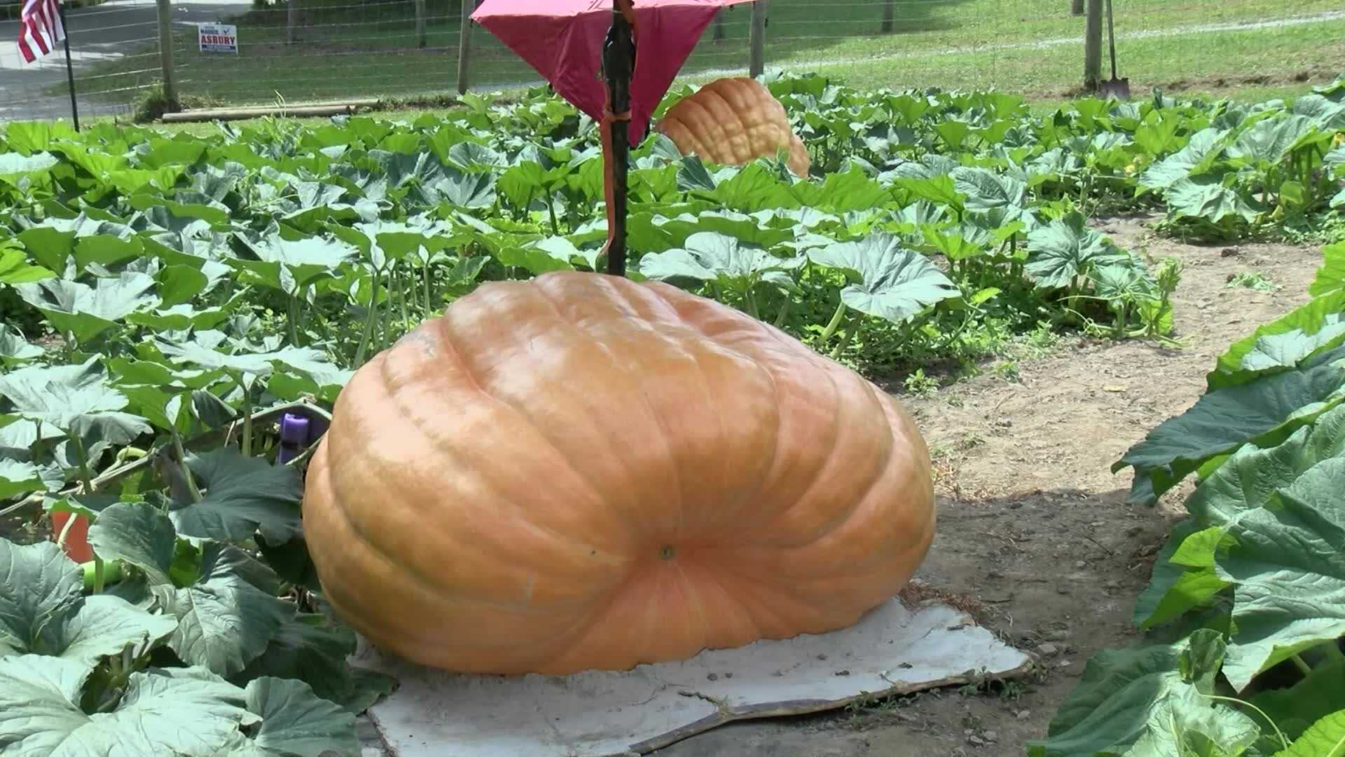 Gigantic gourd: A family celebrates growing a 1,000-pound pumpkin on ...