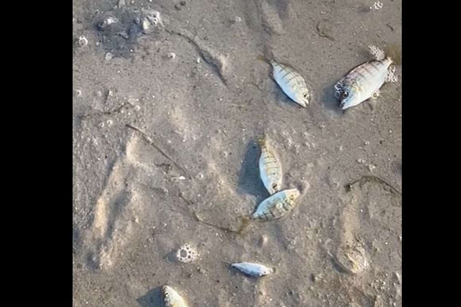 Hundreds of dead fish found in Texas' Matagorda Bay