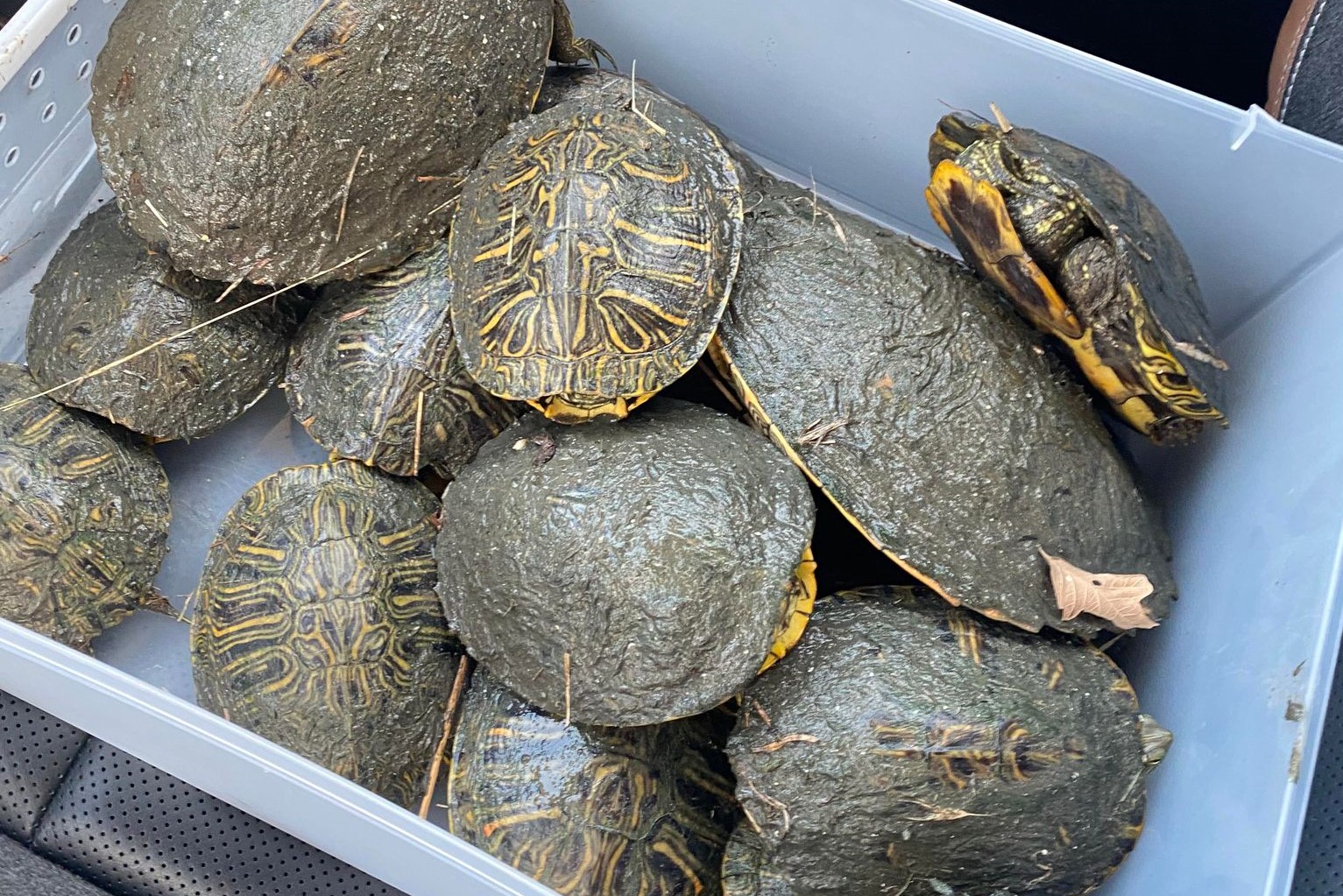 'I hate seeing animals suffer': Texas woman saves 33 turtles