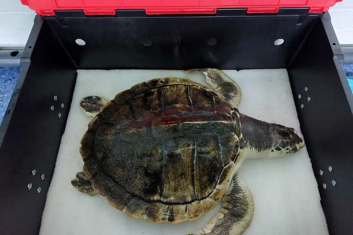 Rare sea turtle found 4,000 miles away from home is returning to Texas