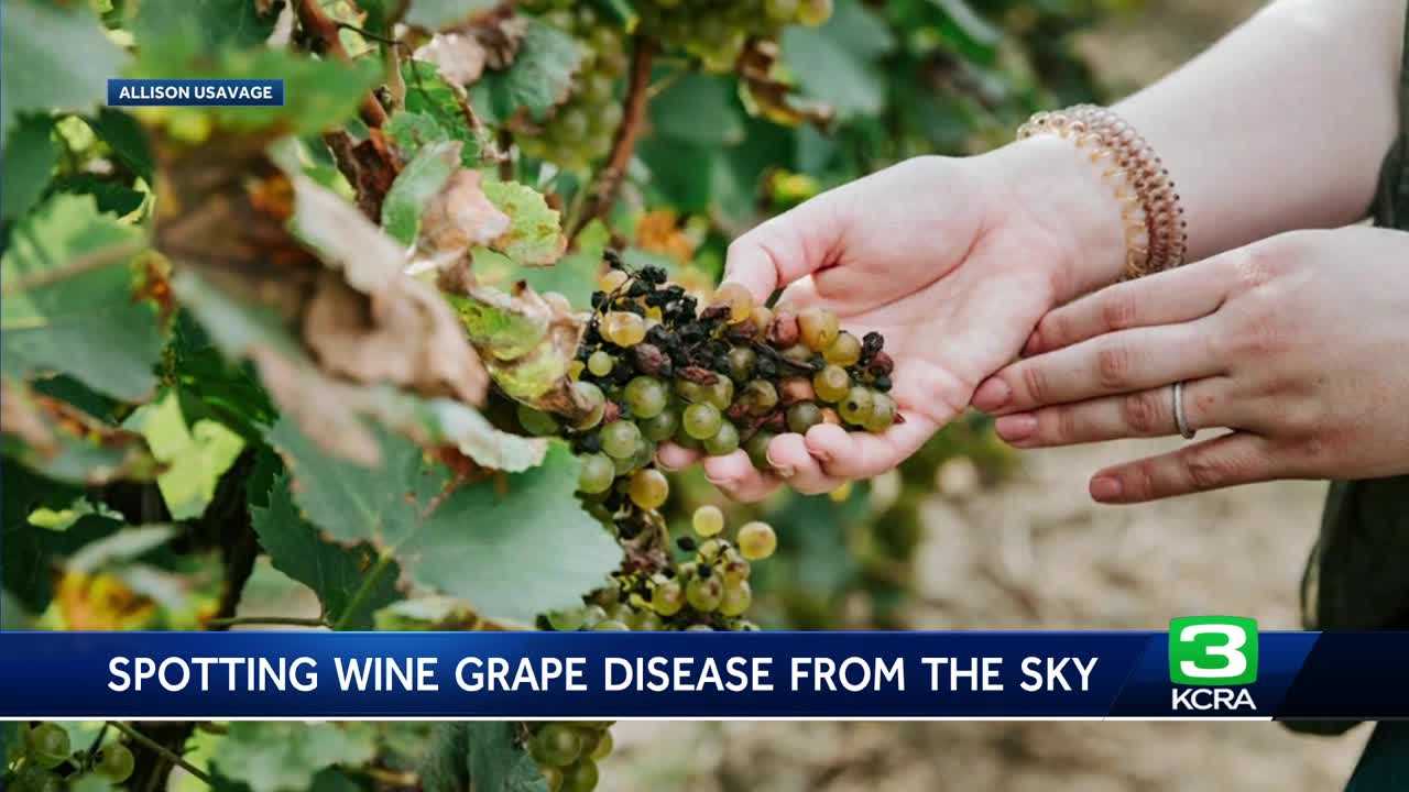 This NASA technology could save US wine growers billions by detecting ...