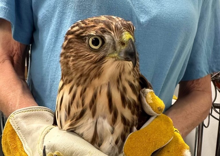 Sick hawk in Sen. Duff's yard in Norwalk sparks pesticide concerns