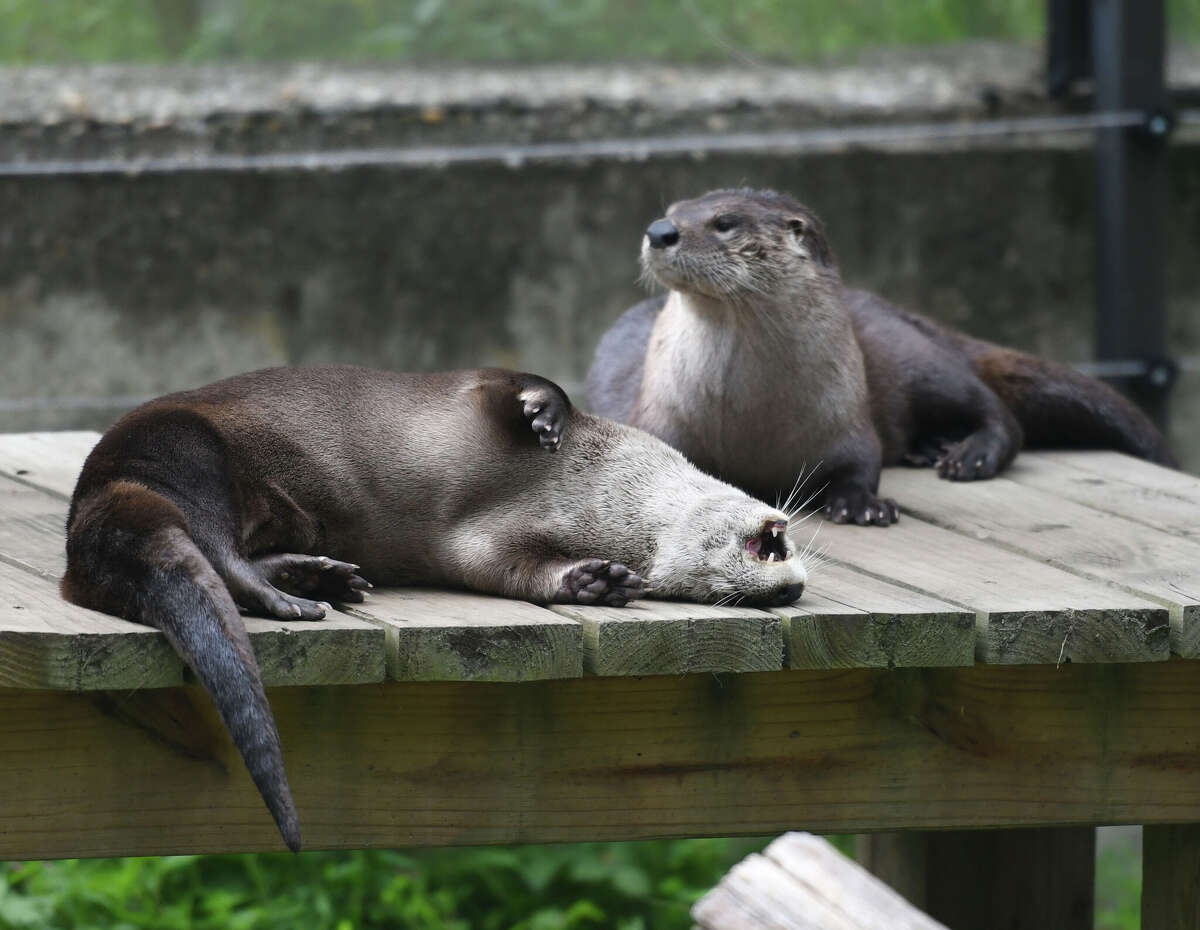 Stamford Nature Center welcomes the otter Ron Swanson