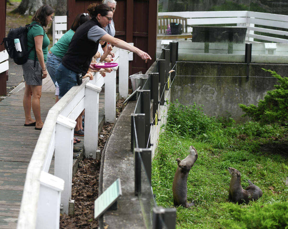 Stamford Nature Center welcomes the otter Ron Swanson