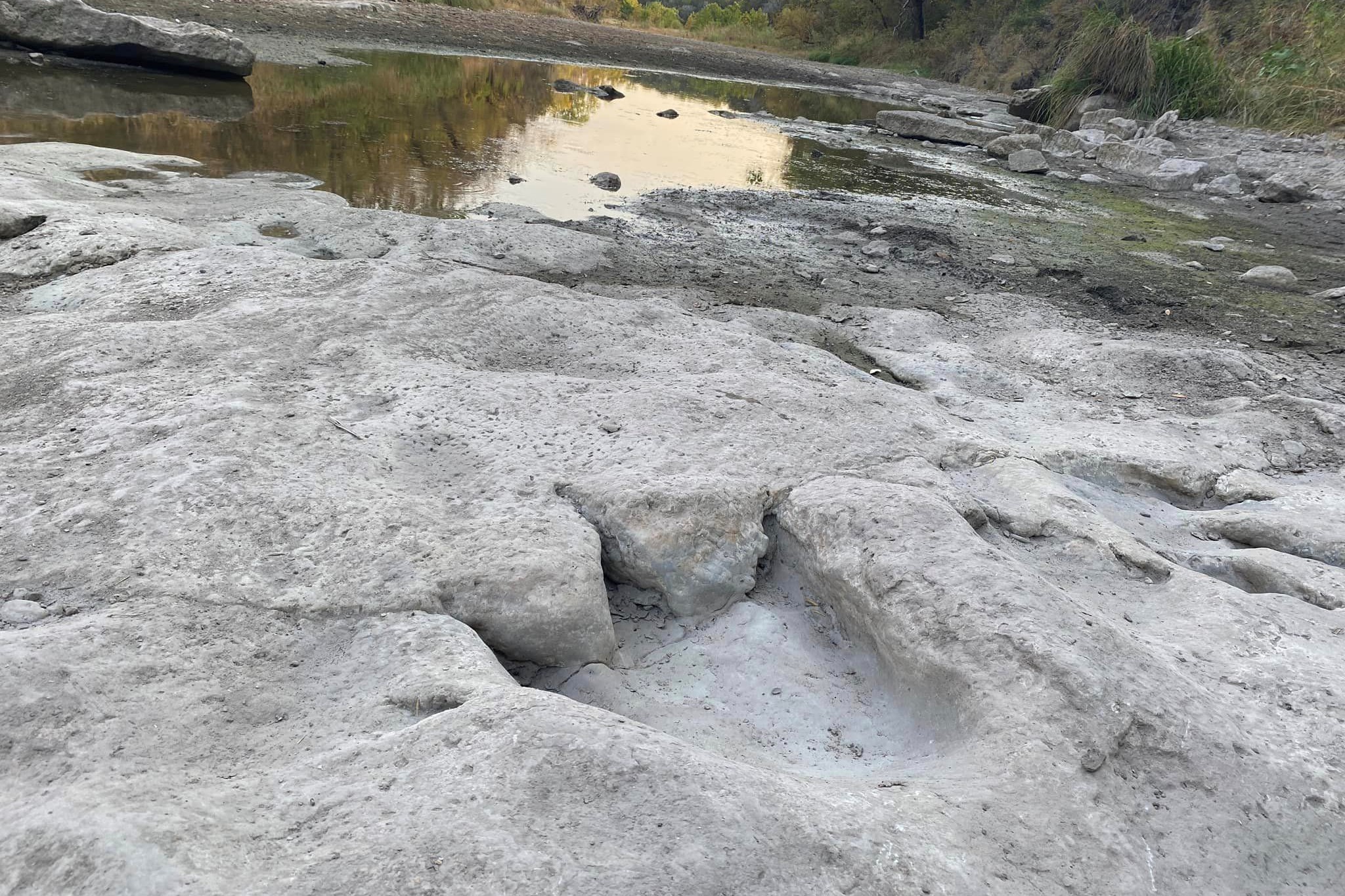 Texas Animal Footprints
