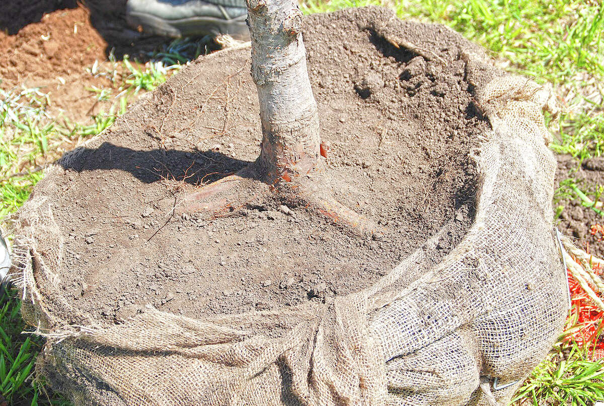 Tree Root Ball