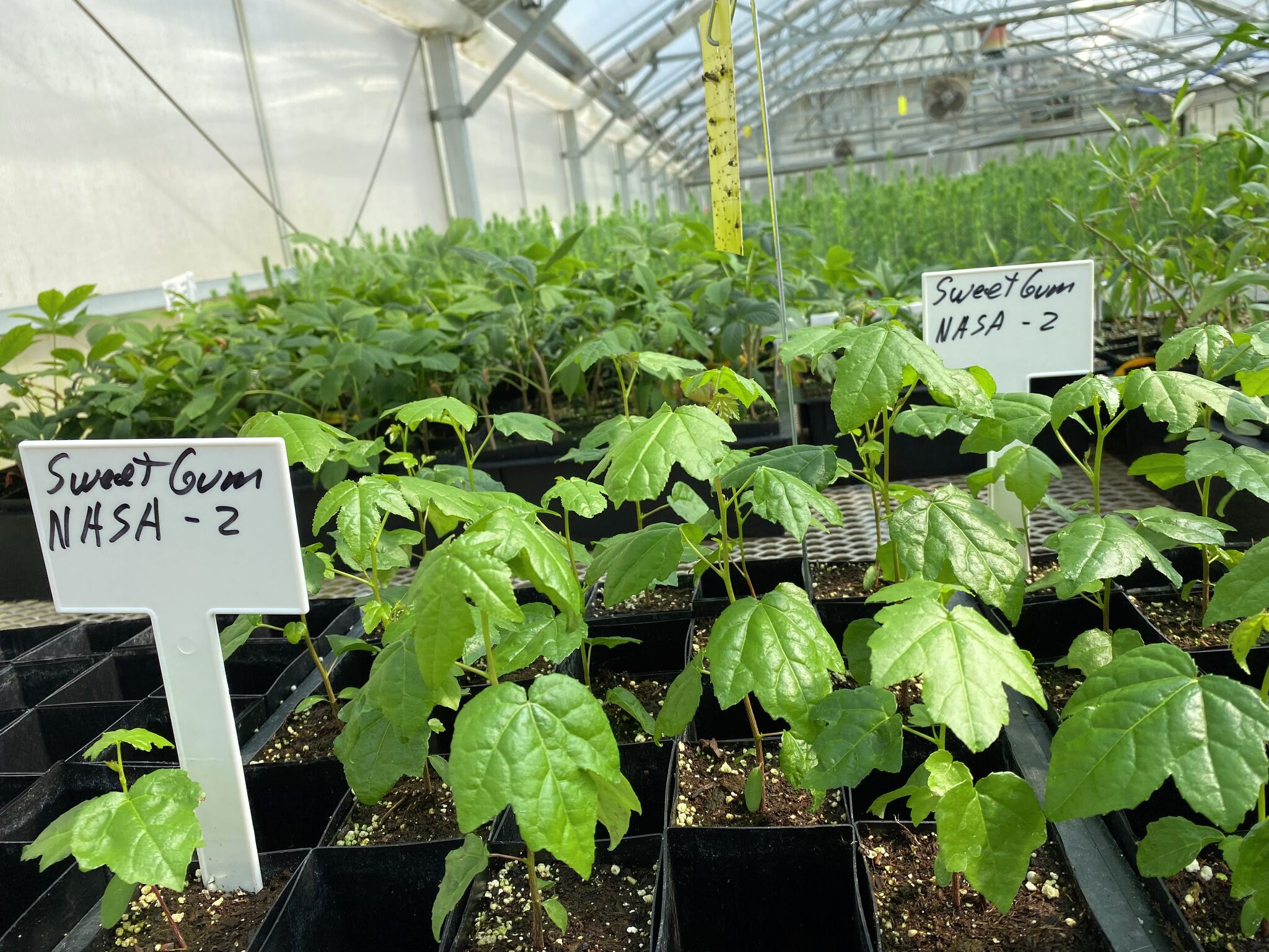 How you can get seedlings NASA flew to the Moon and back