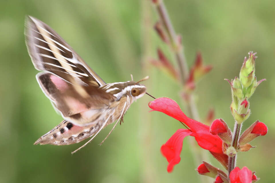 ‘Hummingbird moth’ pops up in Bay Area backyards