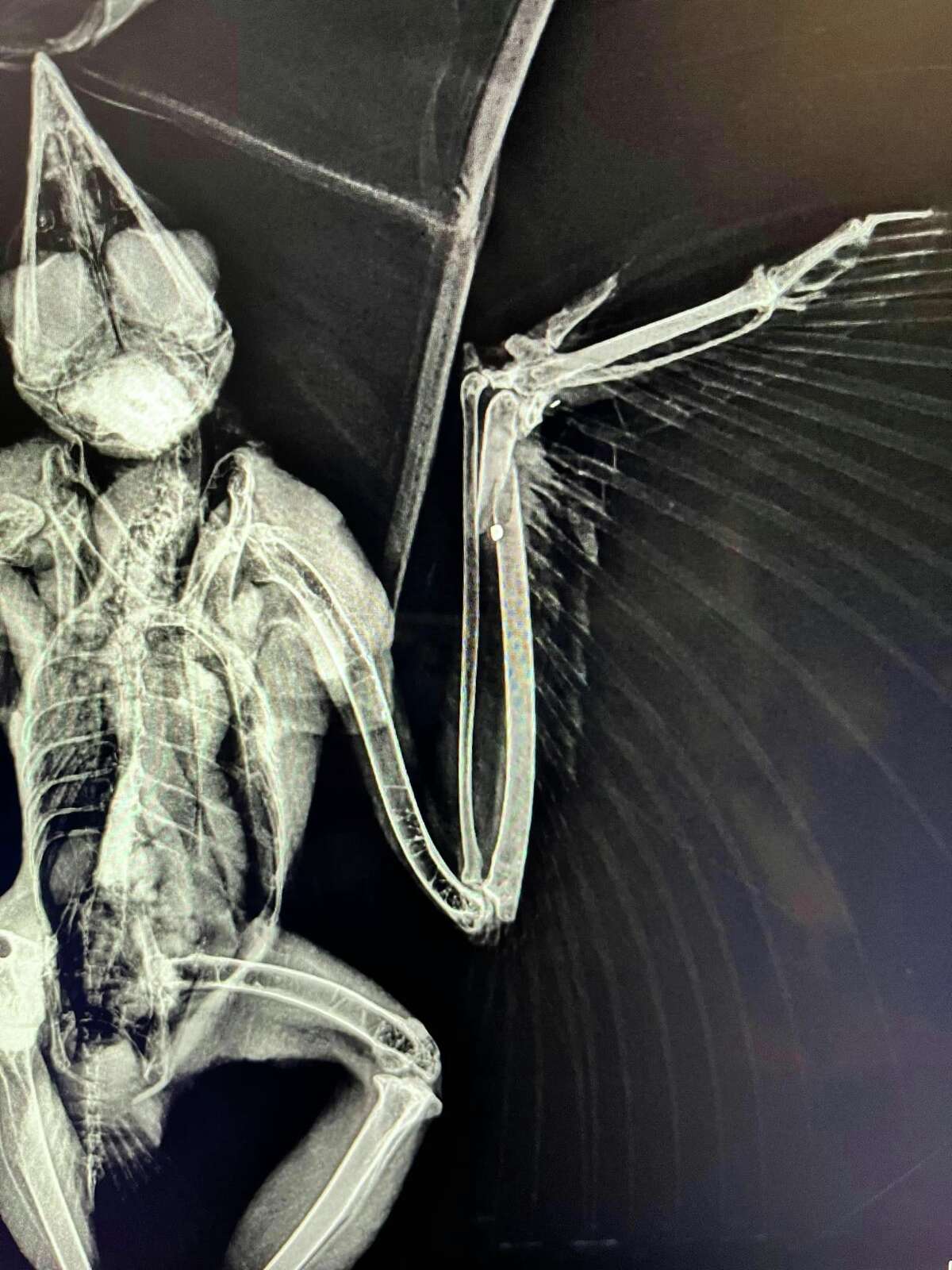 More hawks in CT are being illegally shot and killed, officials say