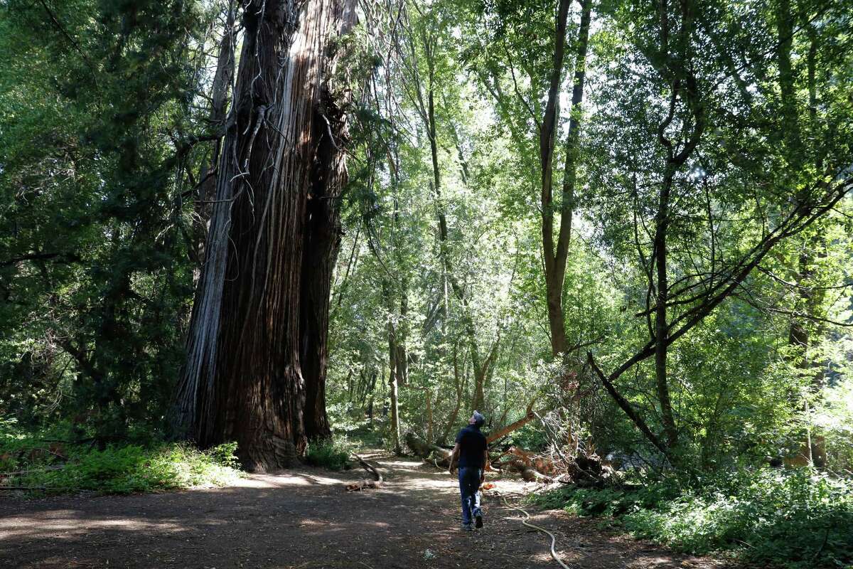 North Bay preserve adding trails in old-growth redwood forest