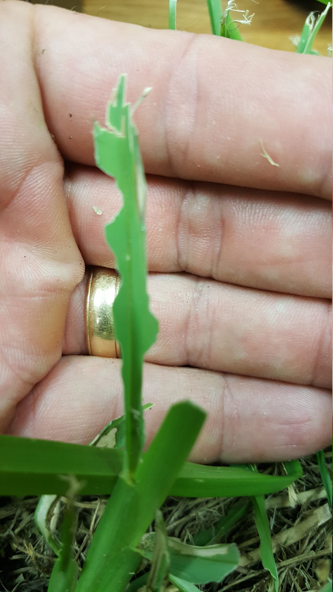 Tropical sod webworms critters to look out for this fall