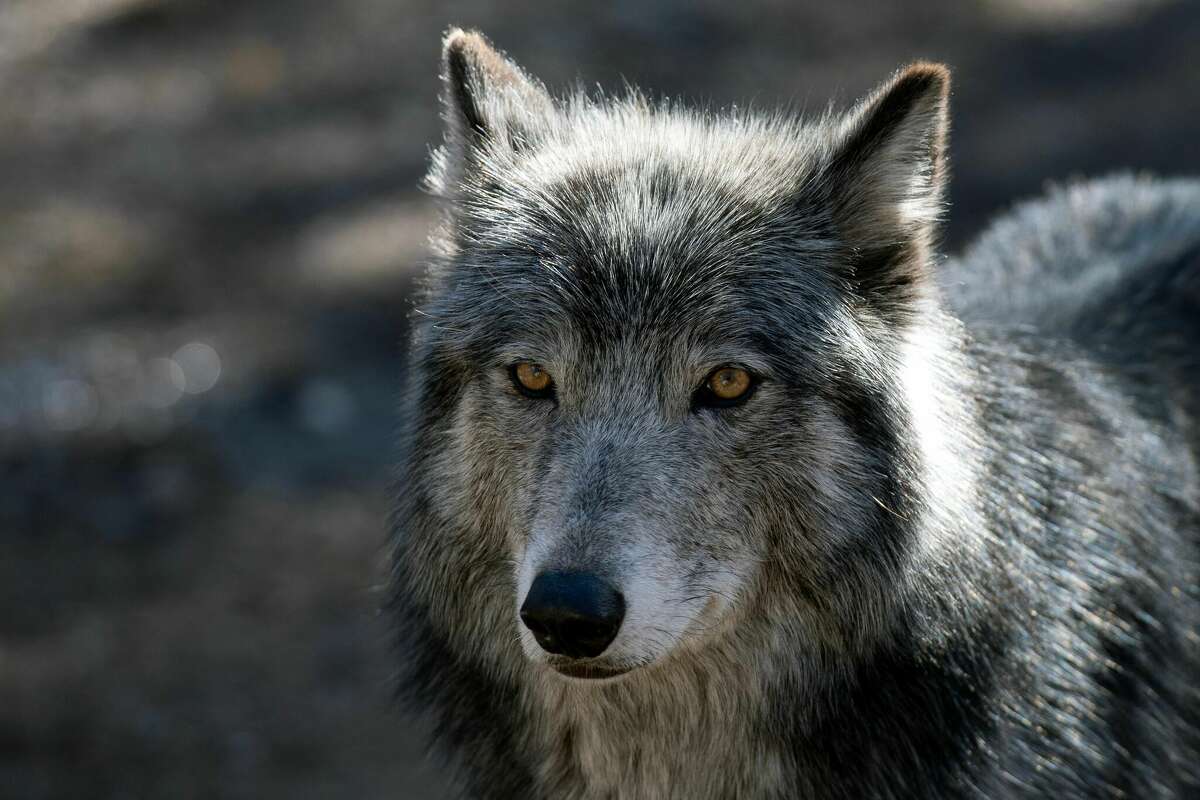 Surprised Wolf