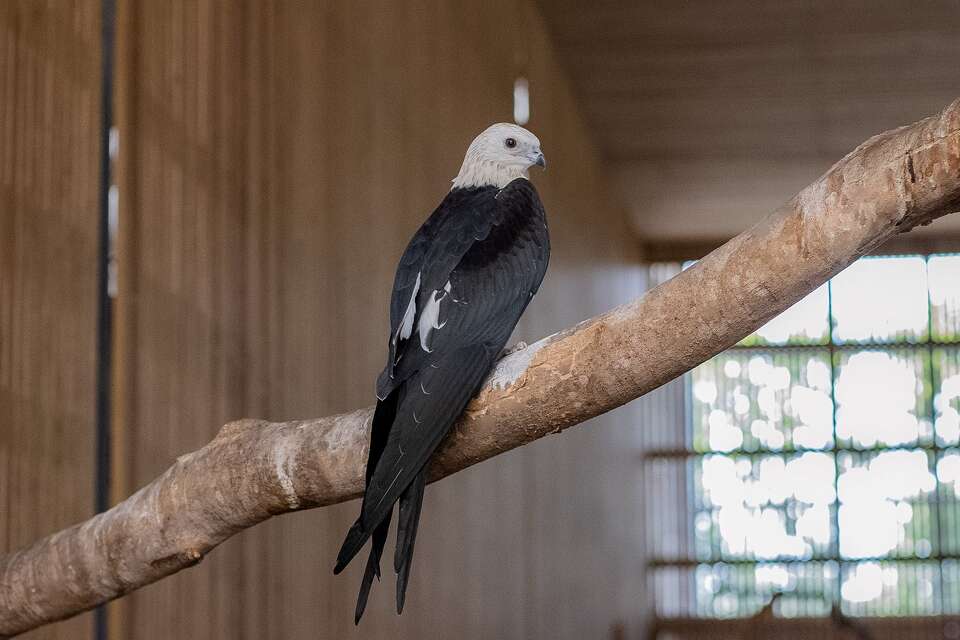 Texas wildlife center rescues 3 birds rarely seen in Houston