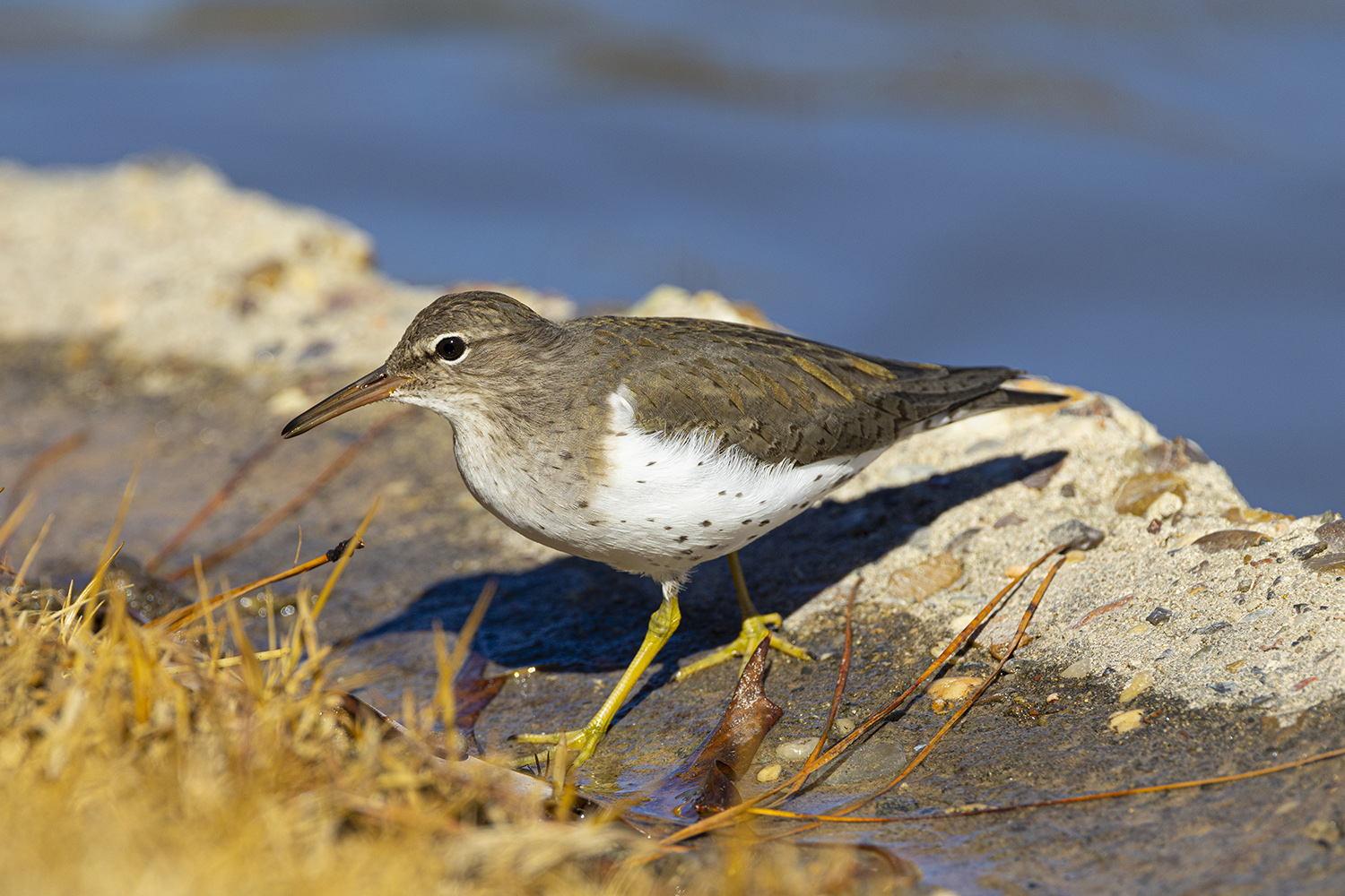 Guide: Meet the migrating shorebirds descending on Texas' coast