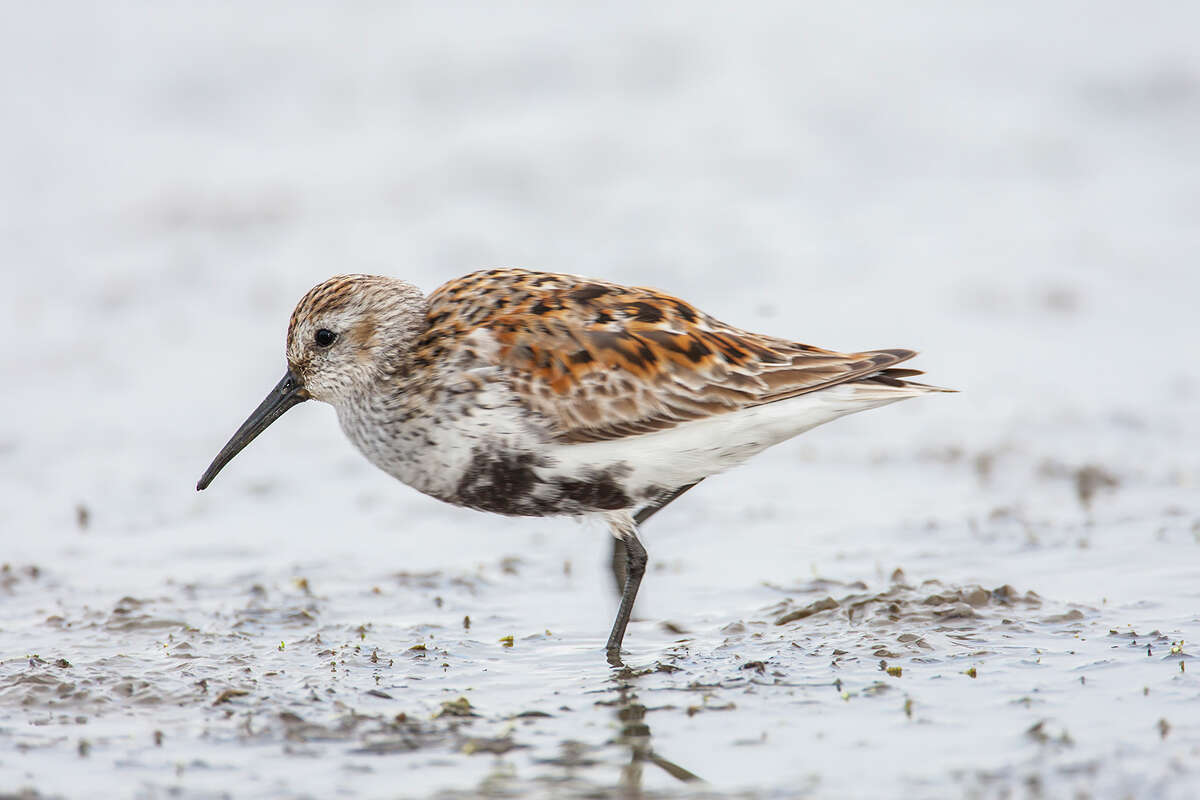 Guide: Meet the migrating shorebirds descending on Texas' coast