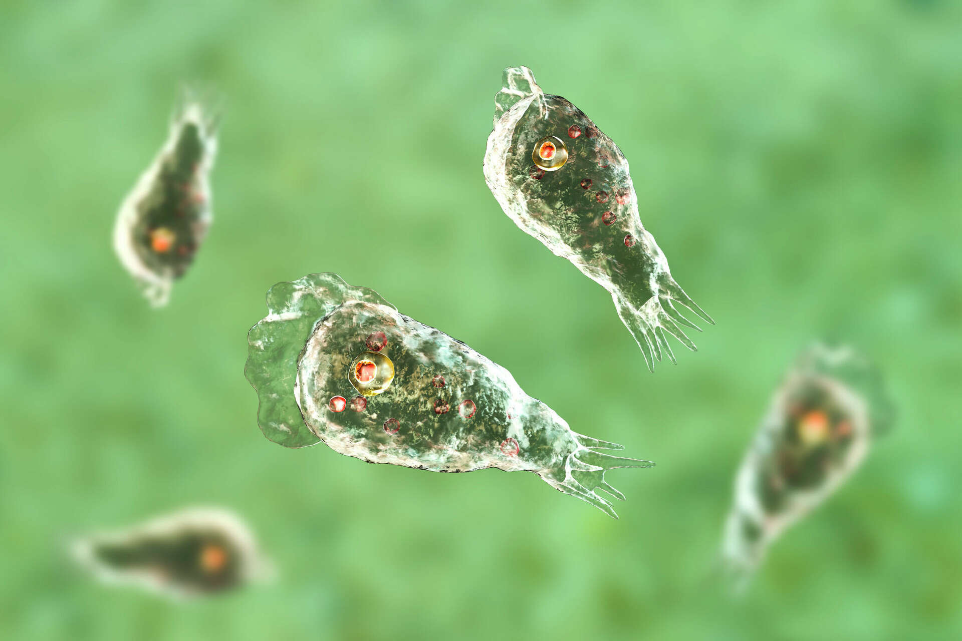 Texas swimmer dies from rare brain-eating amoeba infection