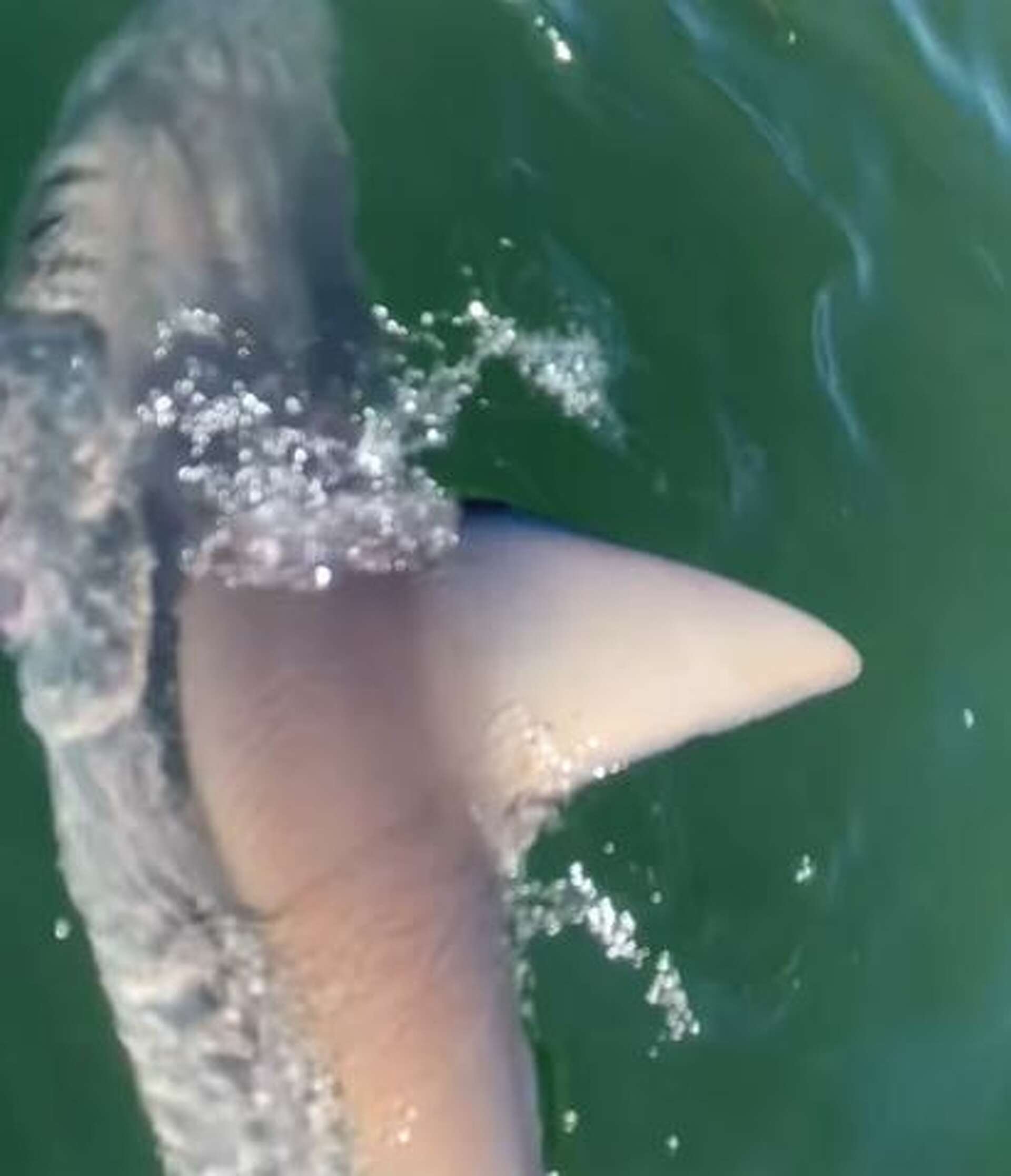 CT man hooks, releases 8-foot long shark while fishing near Madison