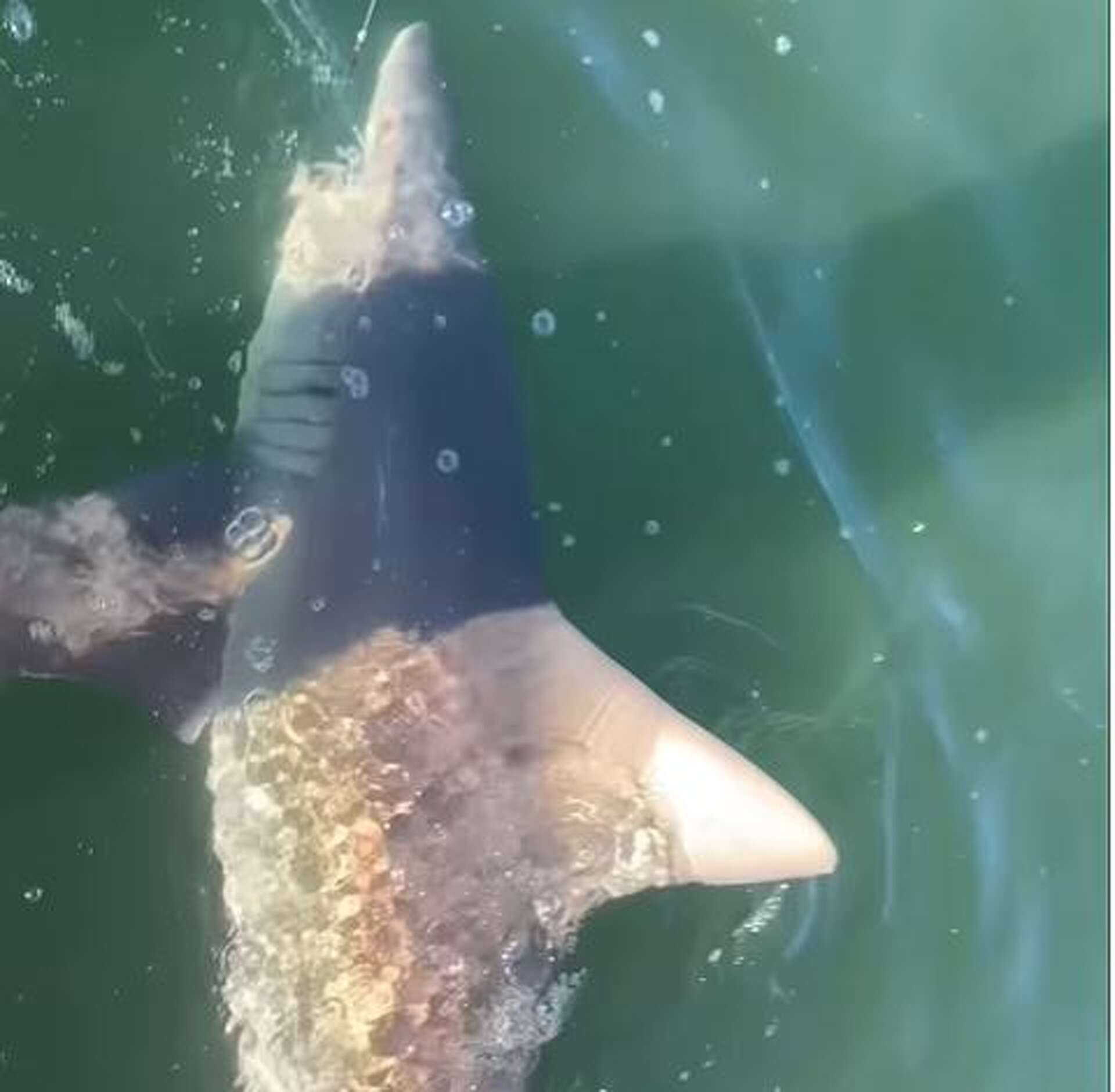 CT man hooks, releases 8-foot long shark while fishing near Madison