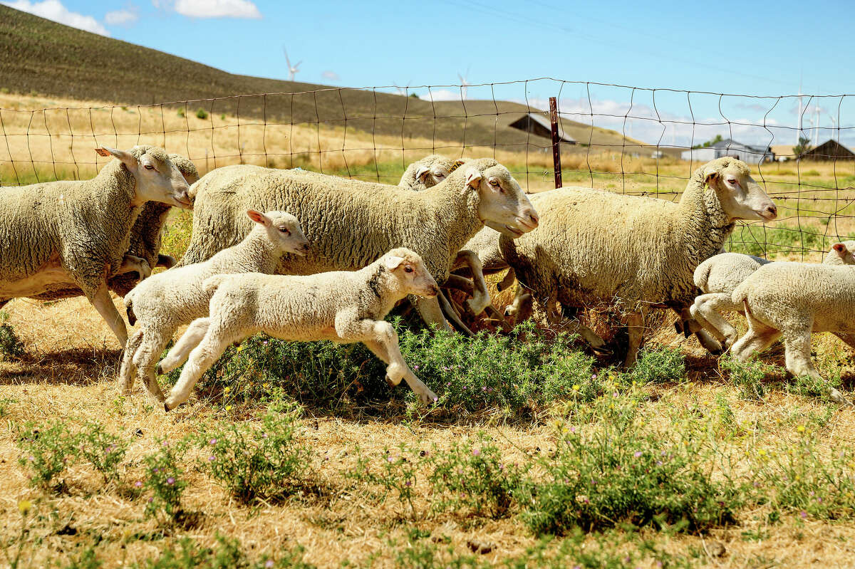Solano County ranchers decry tech billionaires’ land grab
