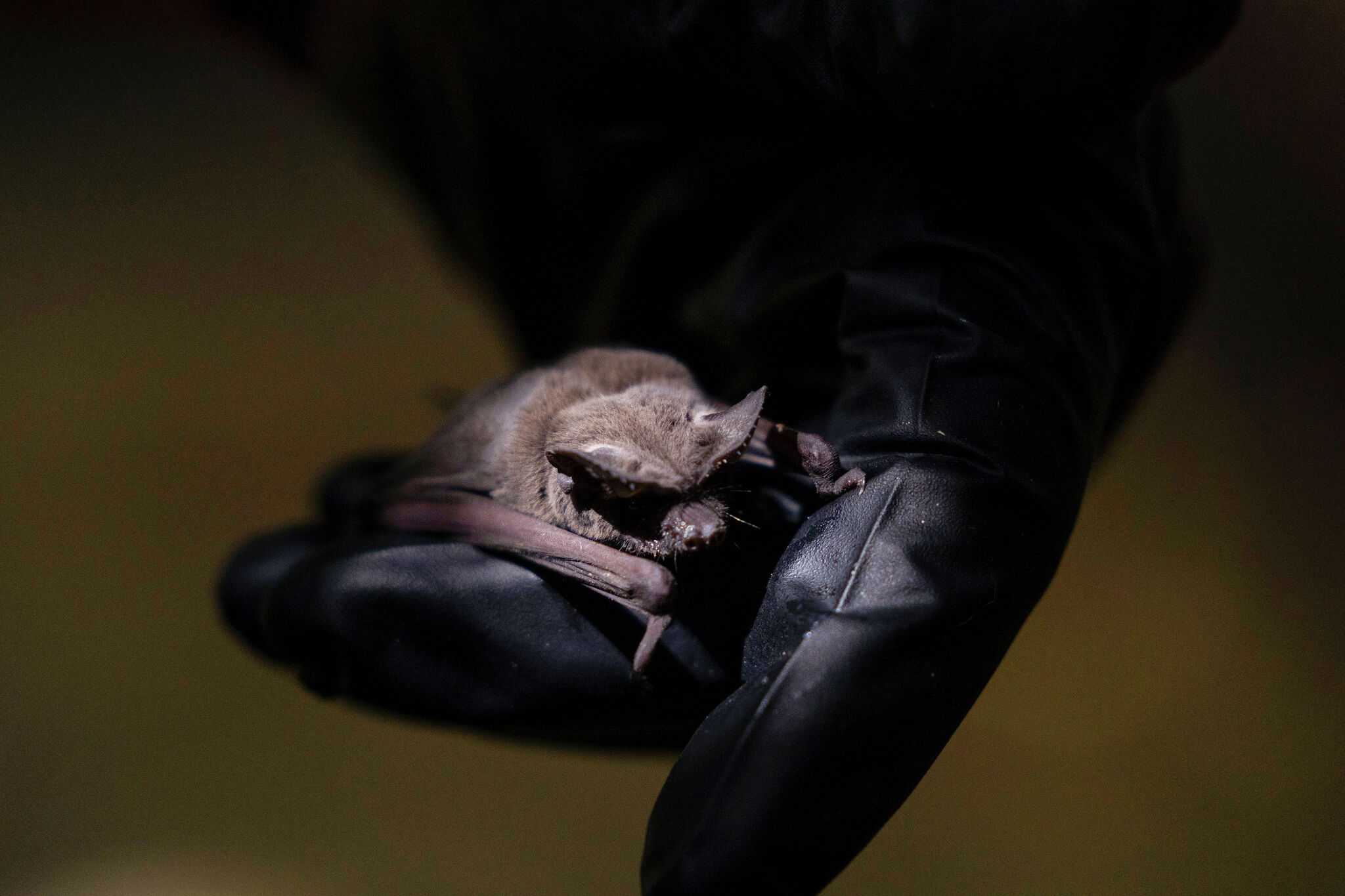 Police say dead bat found outside clinic near Austin had rabies
