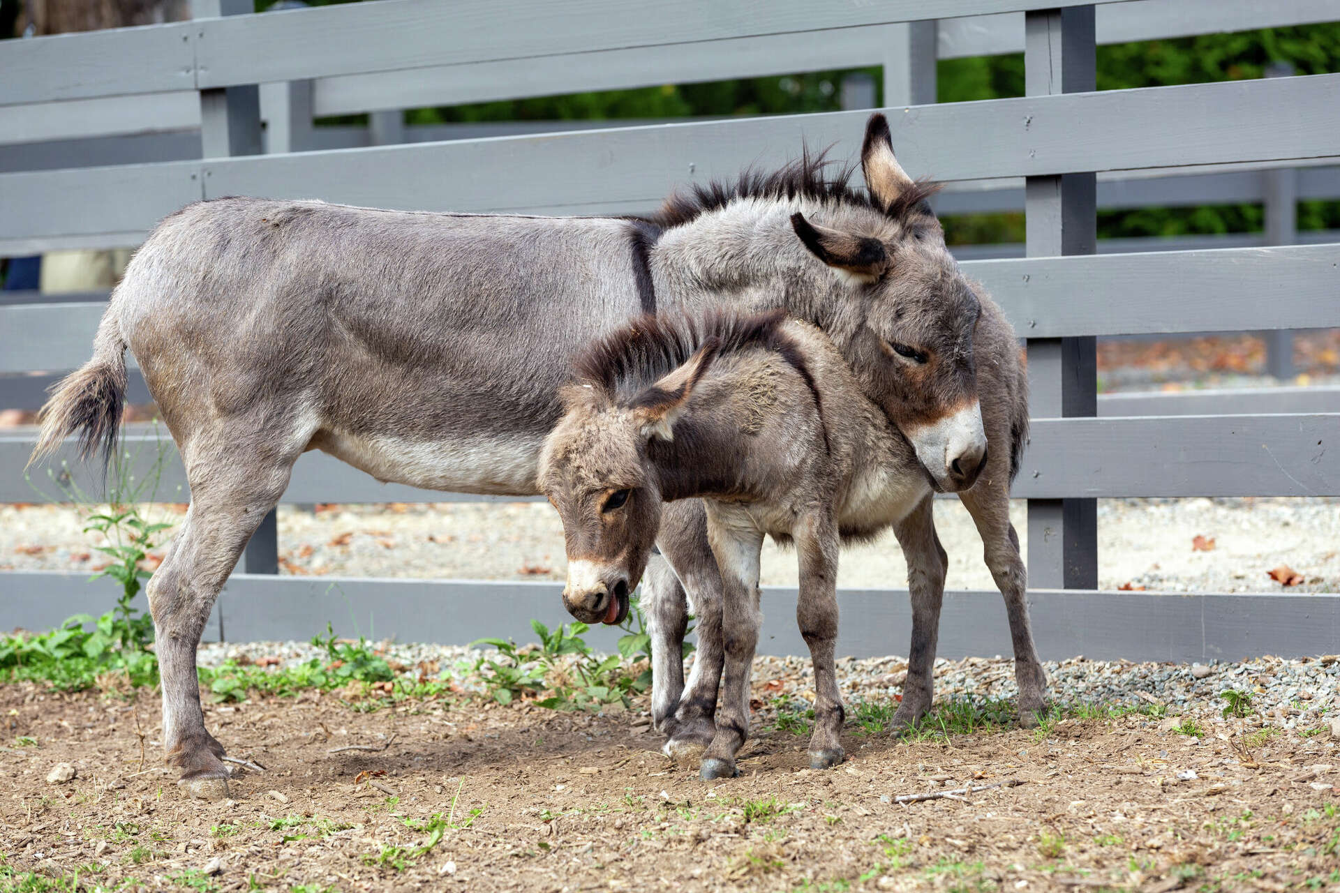 How Sardinian donkeys ended up at Magazzino Italian Art