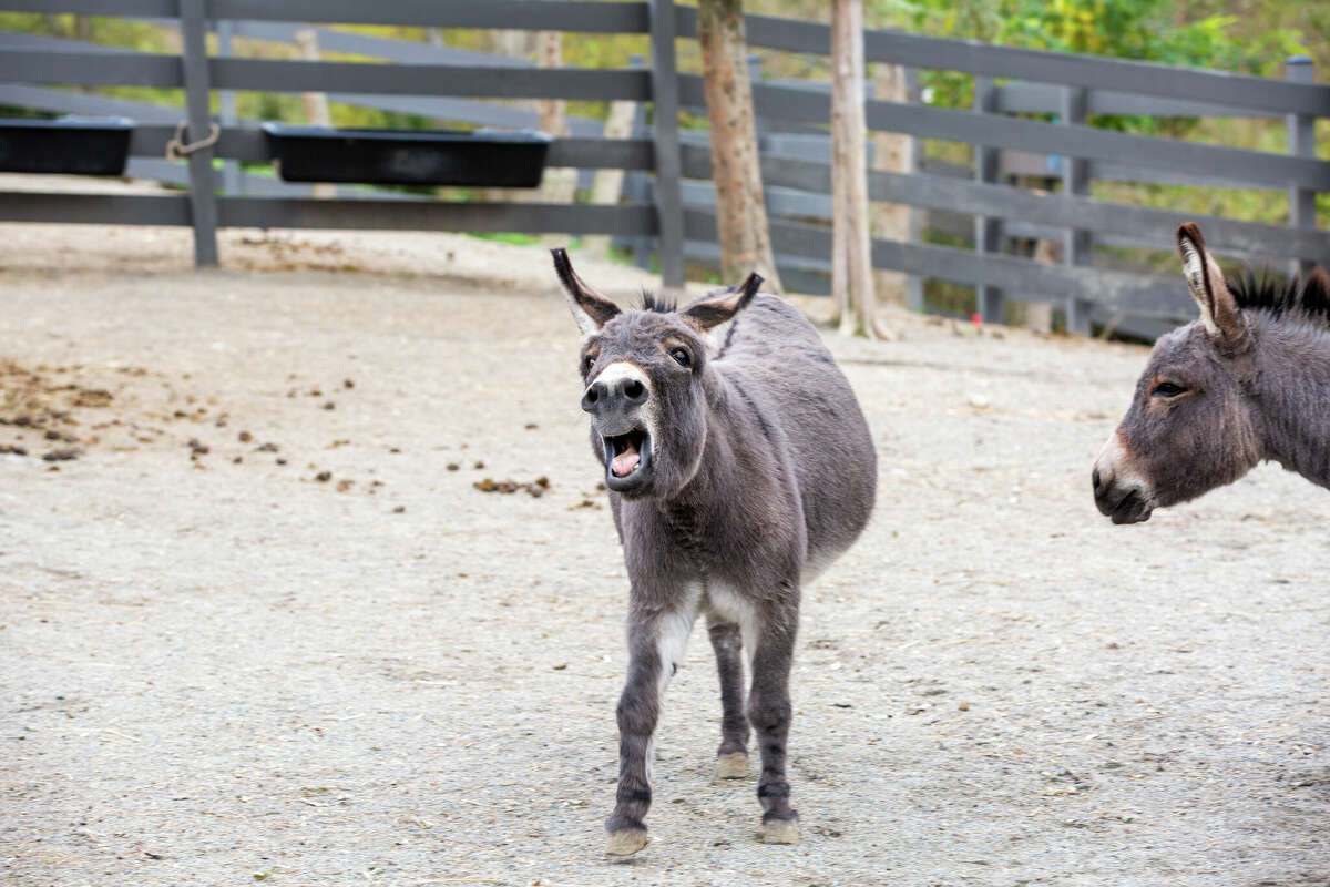 Italian Donkey