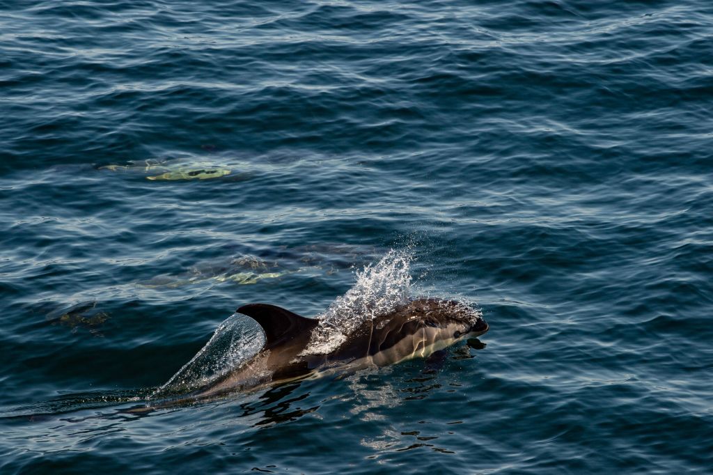 Video: Dolphins spotted in CT off the coast of Old Lyme