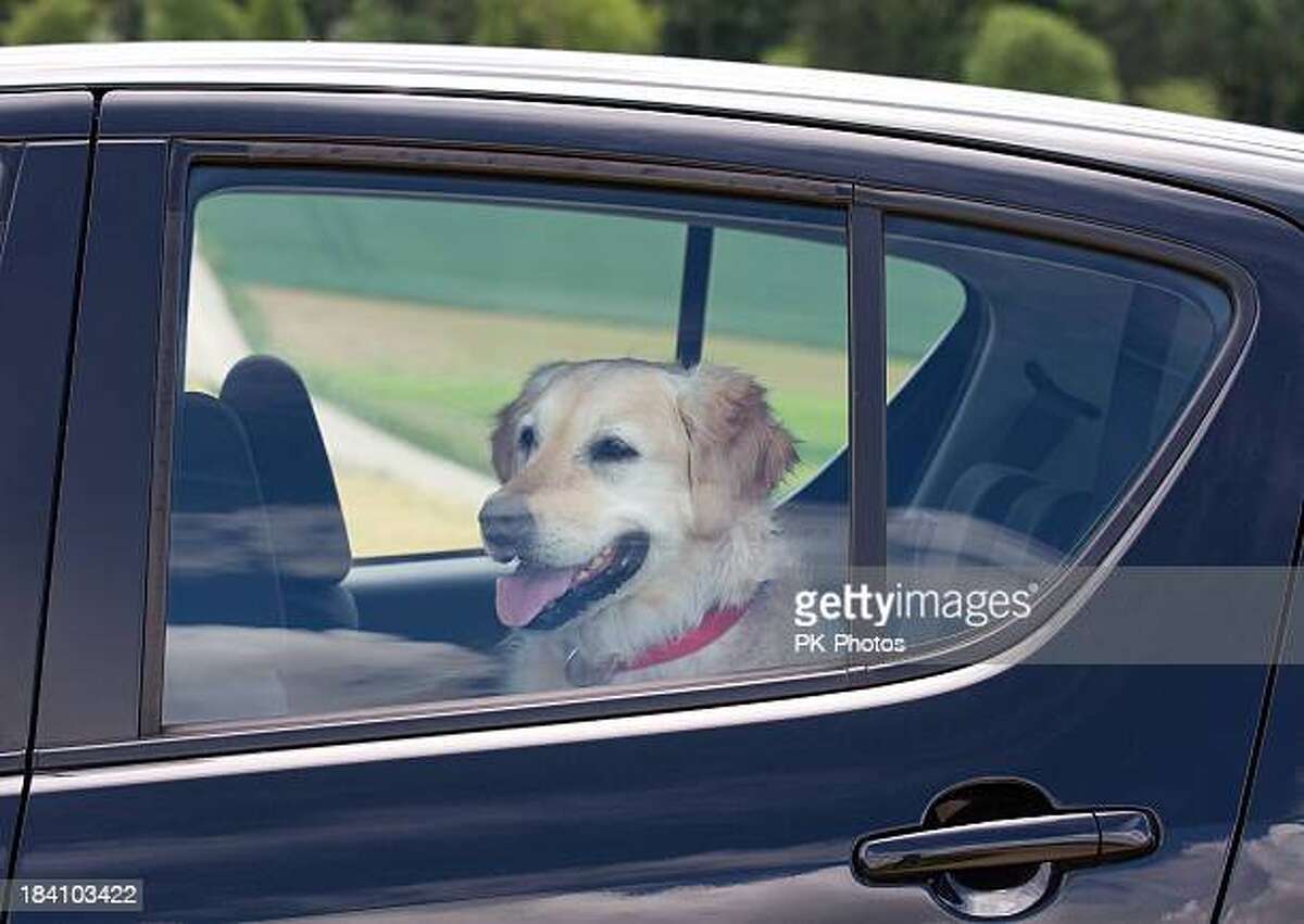 Pets in hot cars, cold weather, loose dogs and more addressed