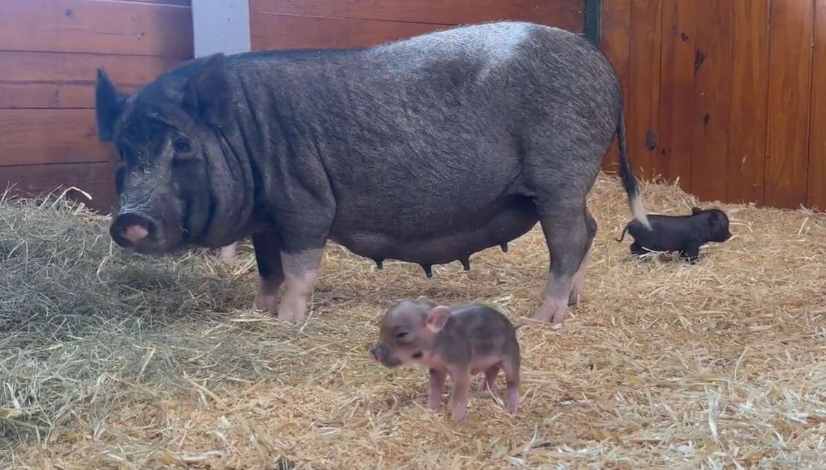 2 rescued pigs each give birth to a litter of piglets in need of homes