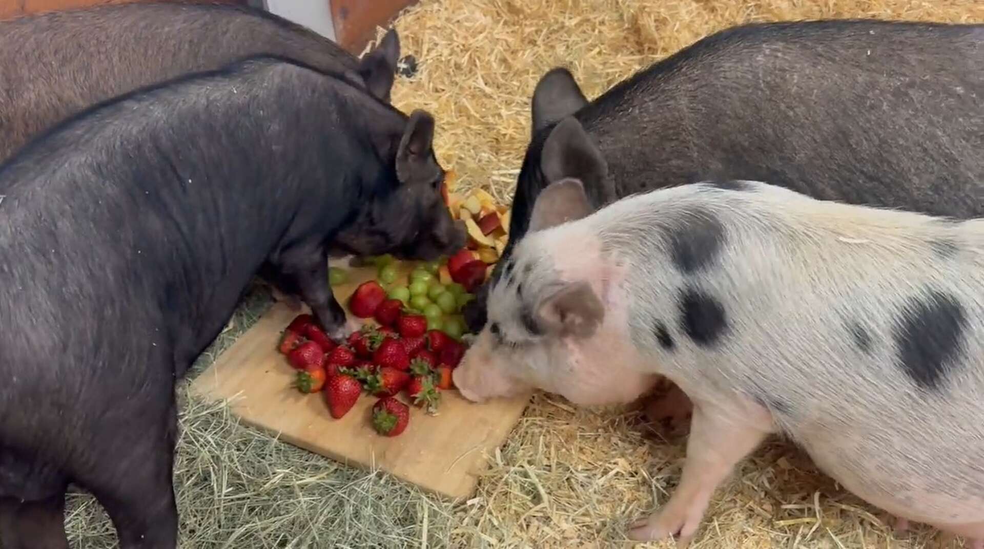2 rescued pigs each give birth to a litter of piglets in need of homes