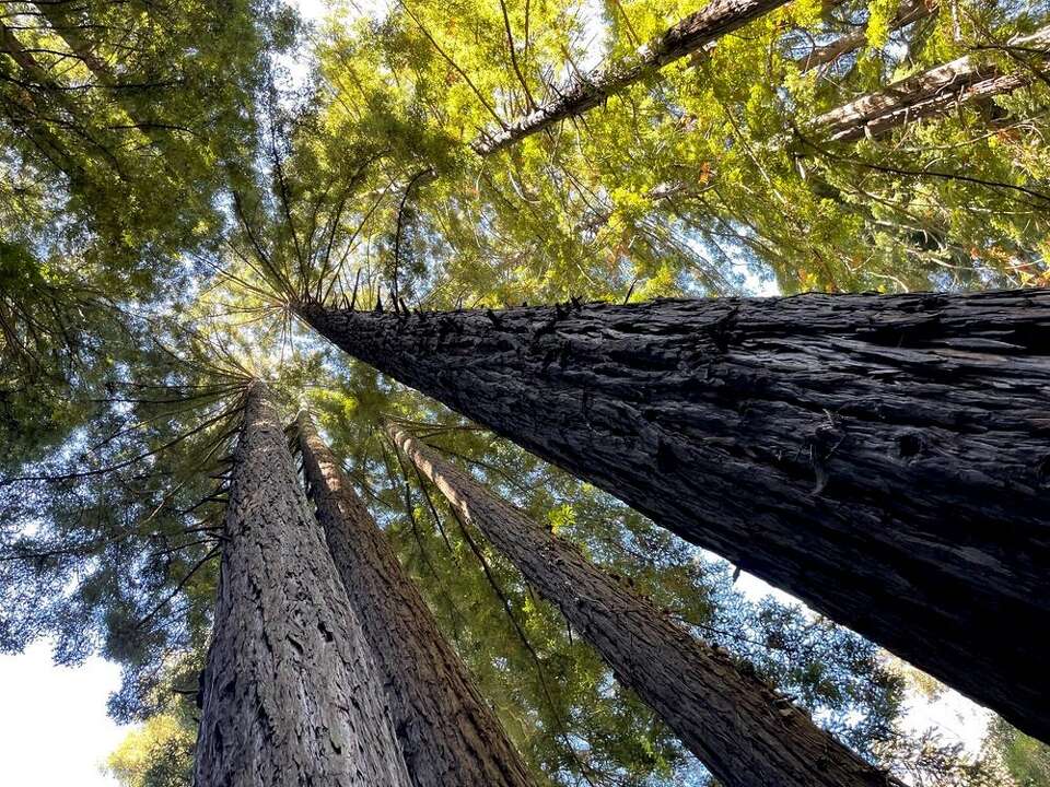 Joaquin Miller Park: A complete guide to this crown jewel