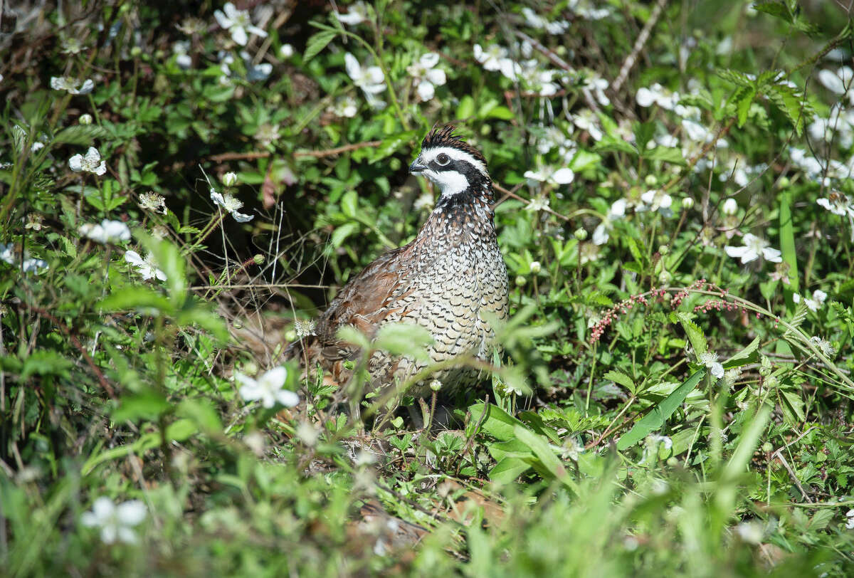 Texas Wild Quail Hunting