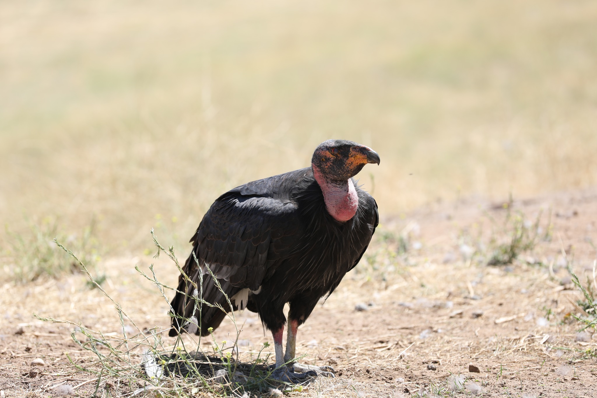 California offers $5K for info in killing of a condor