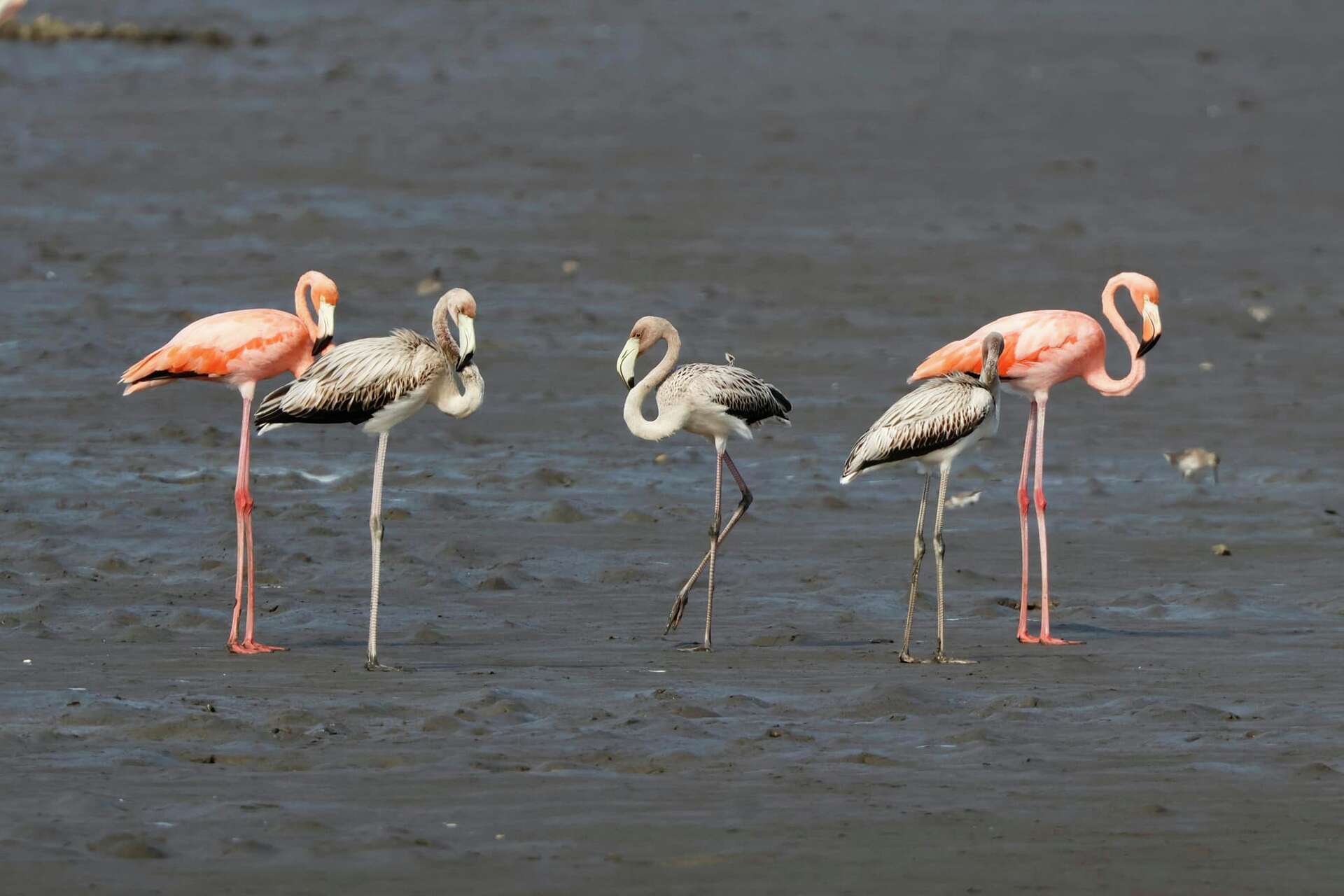 Texas birders see flamingos blown in by Hurricane Idalia