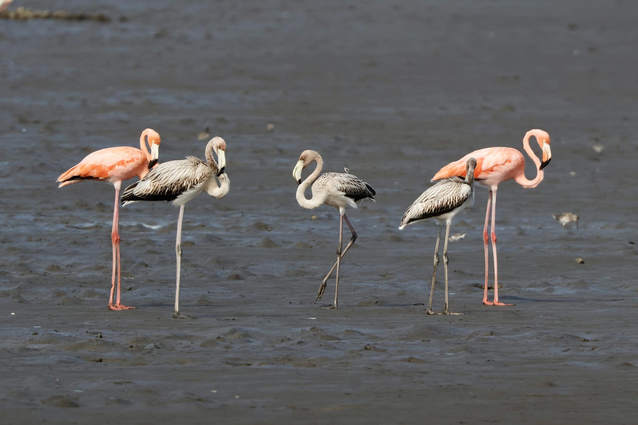 Texas birders see flamingos blown in by Hurricane Idalia