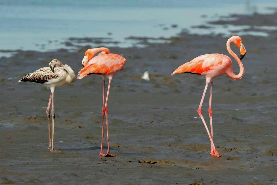 Texas birders see flamingos blown in by Hurricane Idalia