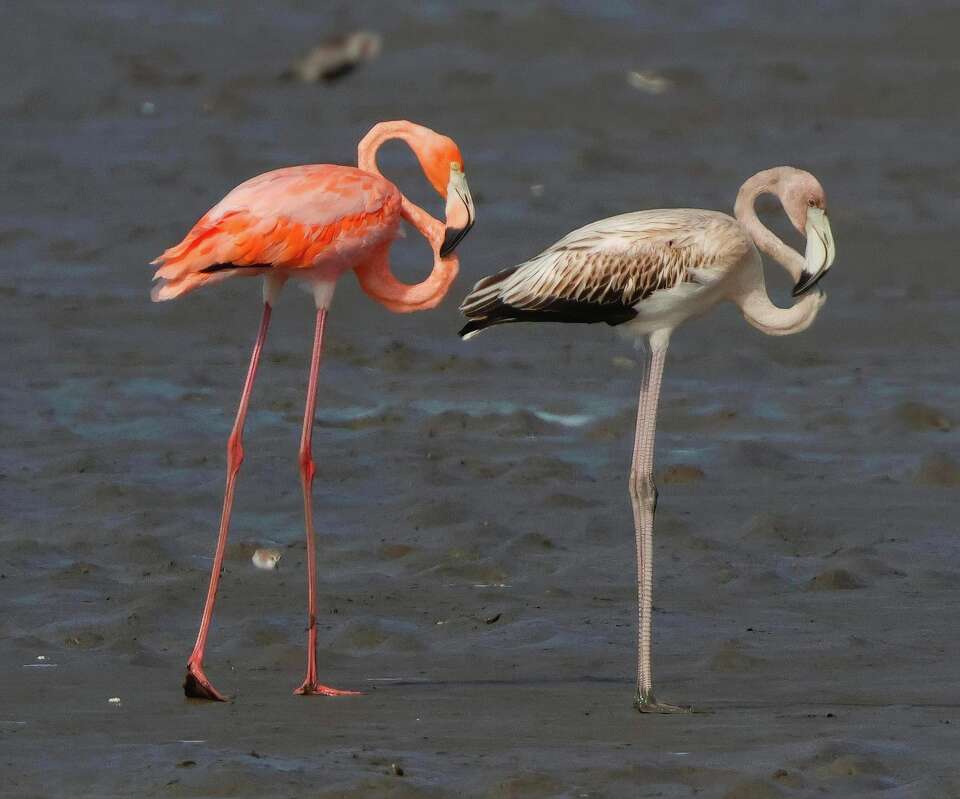 Texas birders see flamingos blown in by Hurricane Idalia