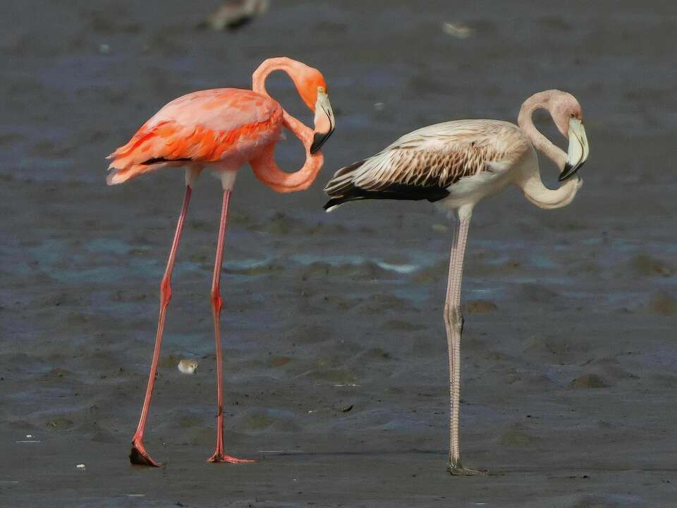 Texas birders see flamingos blown in by Hurricane Idalia