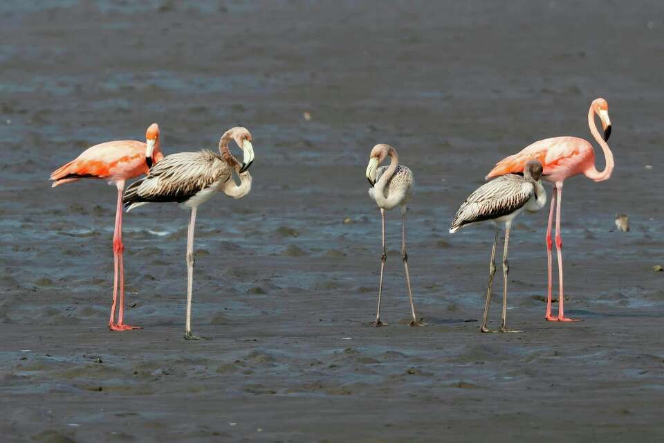Flamingos are still in Texas 2 months after Hurricane Idalia