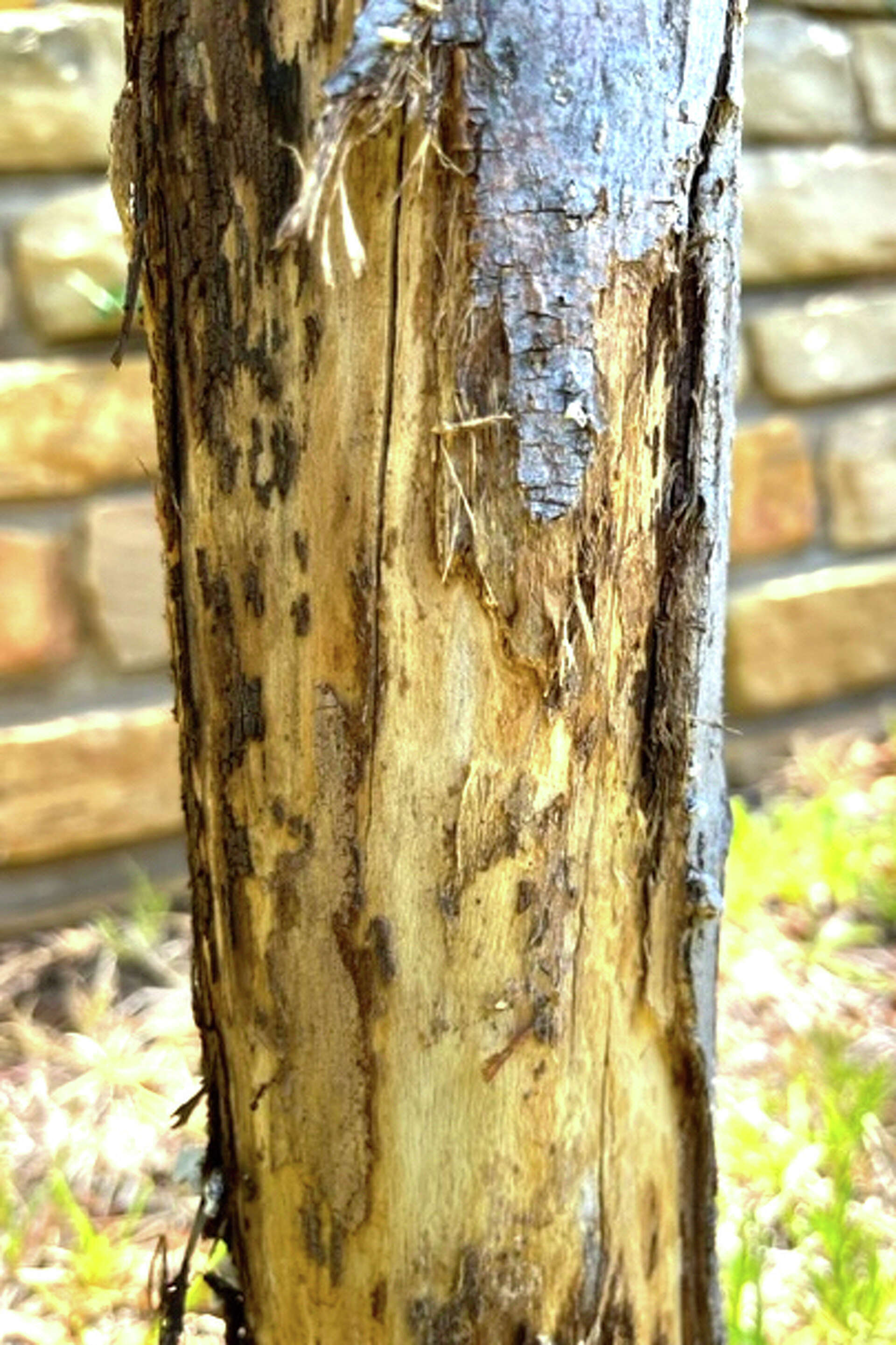 Chinch bugs are killing St. Augustine grass in Texas