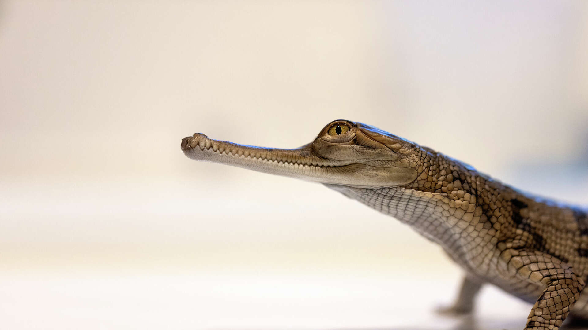Texas zoo: 4 rare gharial crocodiles hatched in Forth Worth
