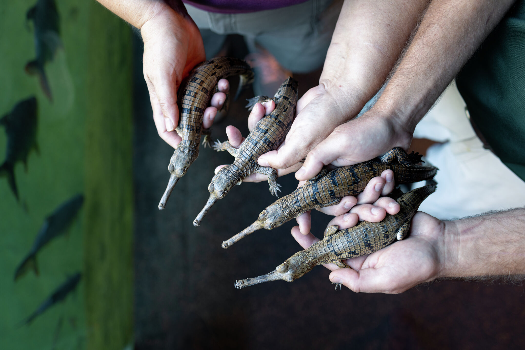 Texas zoo: 4 rare gharial crocodiles hatched in Forth Worth