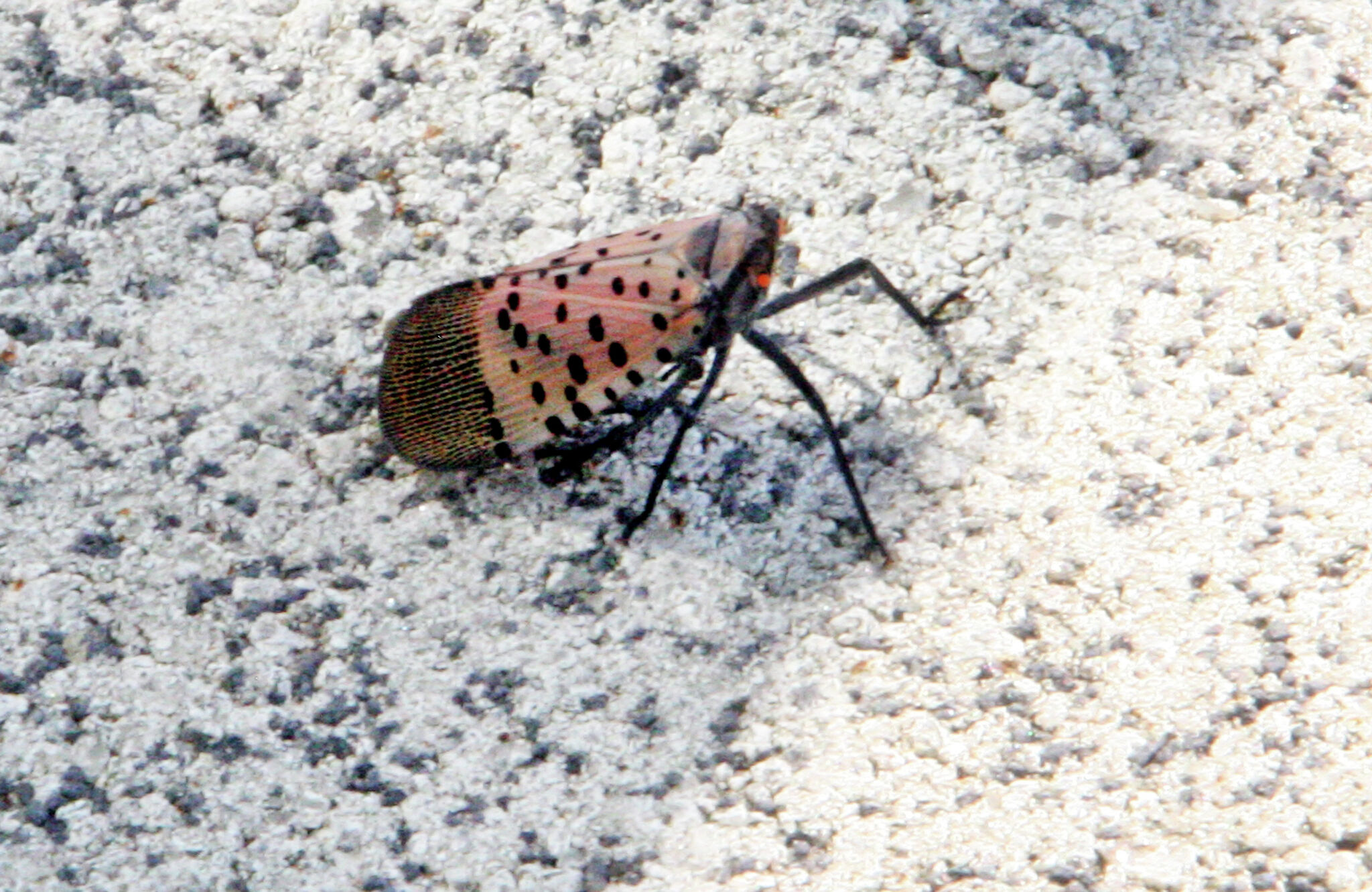 Invasive spotted lanternflies found in Stamford, Easton, CT DEEP says