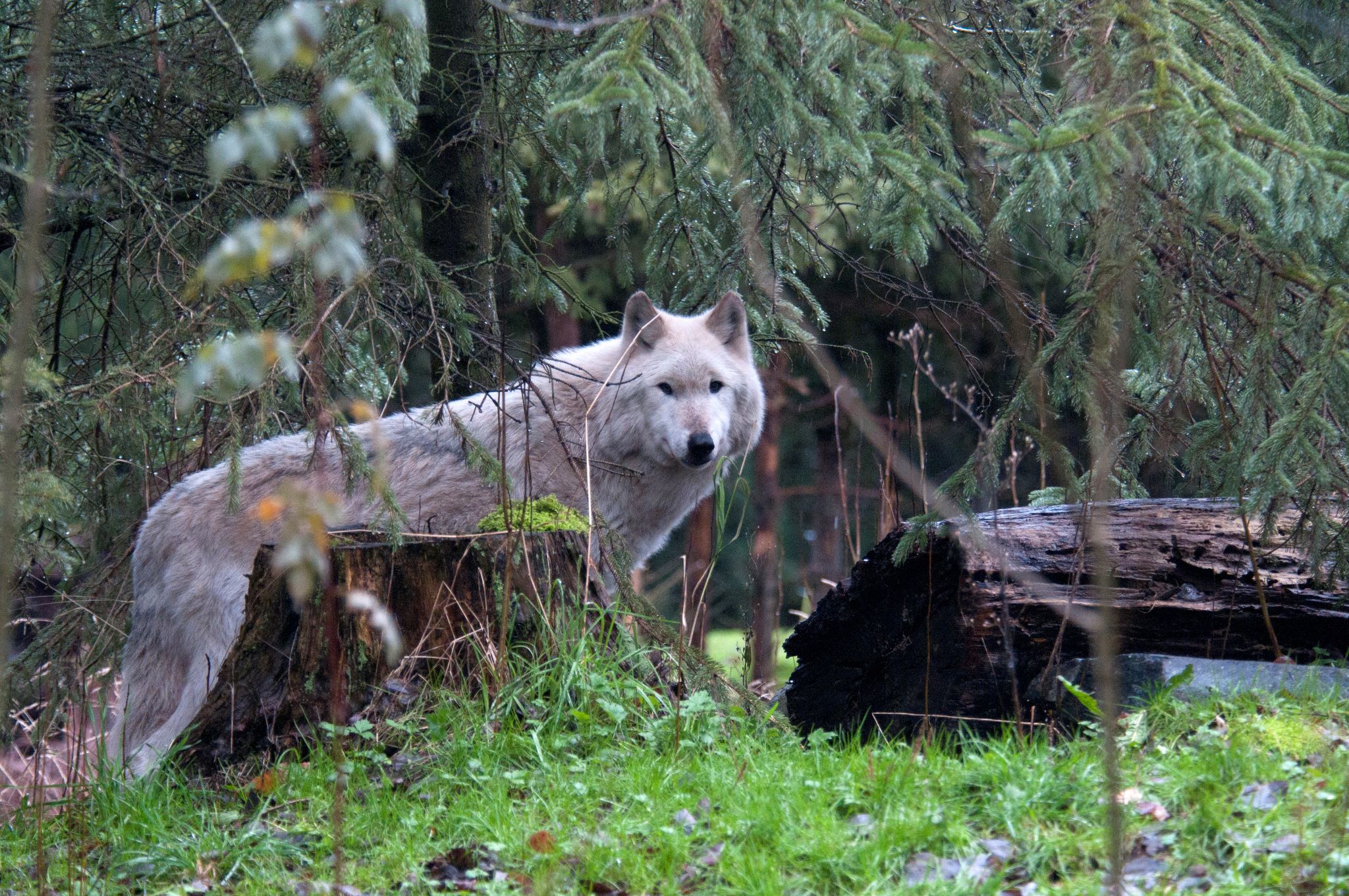 A Tahoe wolf pack? It's unlikely, but possible