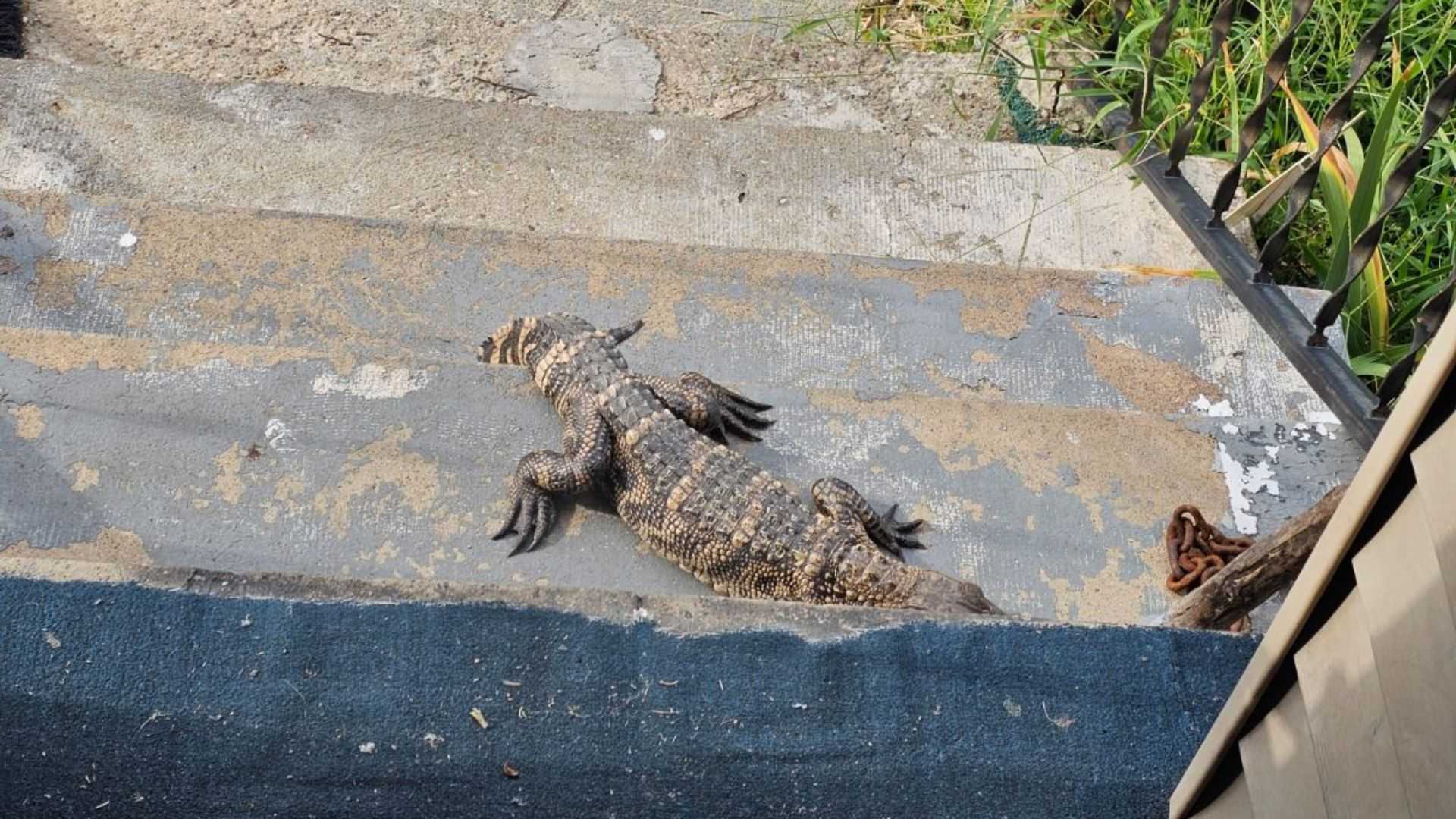 WATCH: Woman finds 3-foot long alligator on front steps of her home
