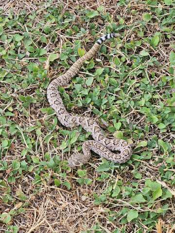 All across Texas, baby snakes are emerging. What to know.
