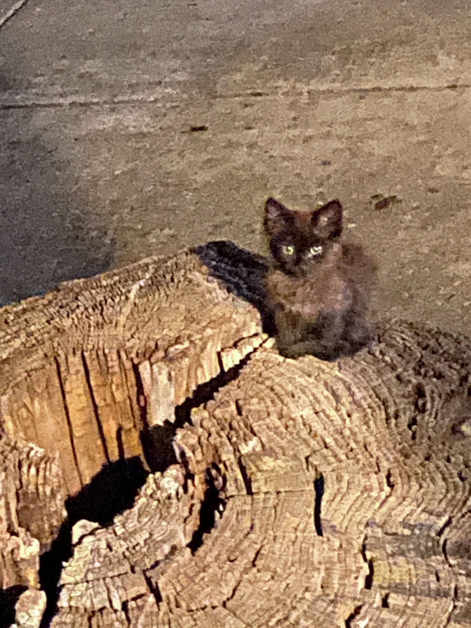 A three-legged cat offers some lessons in right living.