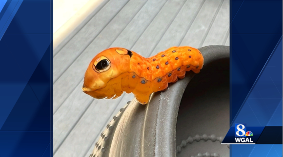 Uniquely colored caterpillar spotted in Pennsylvania backyard