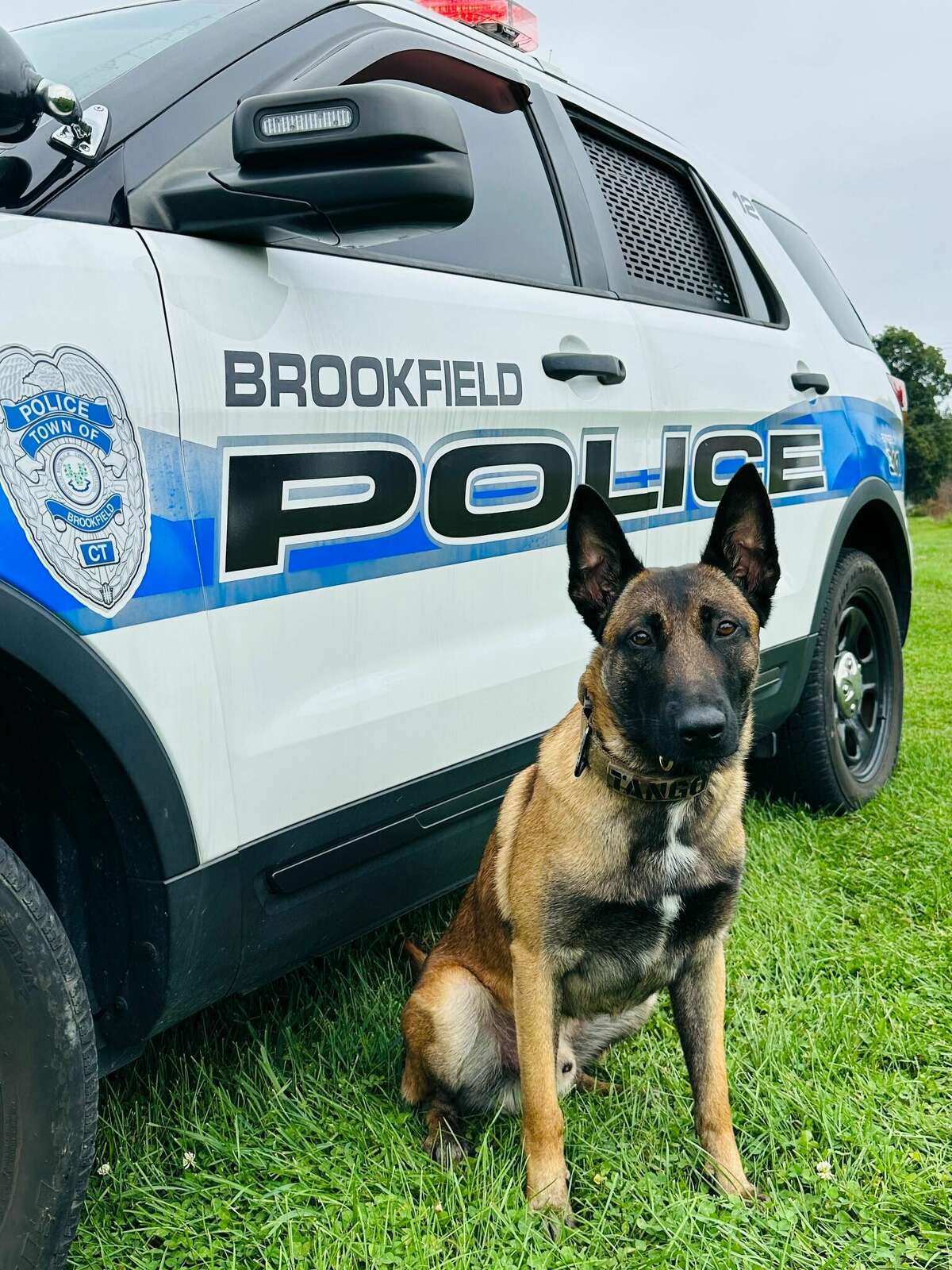 Brookfield Police Department welcomes K-9 Tango to the force
